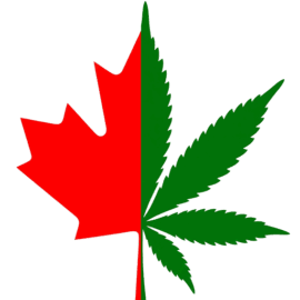 Bliss Edibles In Canada: Flavours, Formats, And Buyer’s Guide - Canada ...
